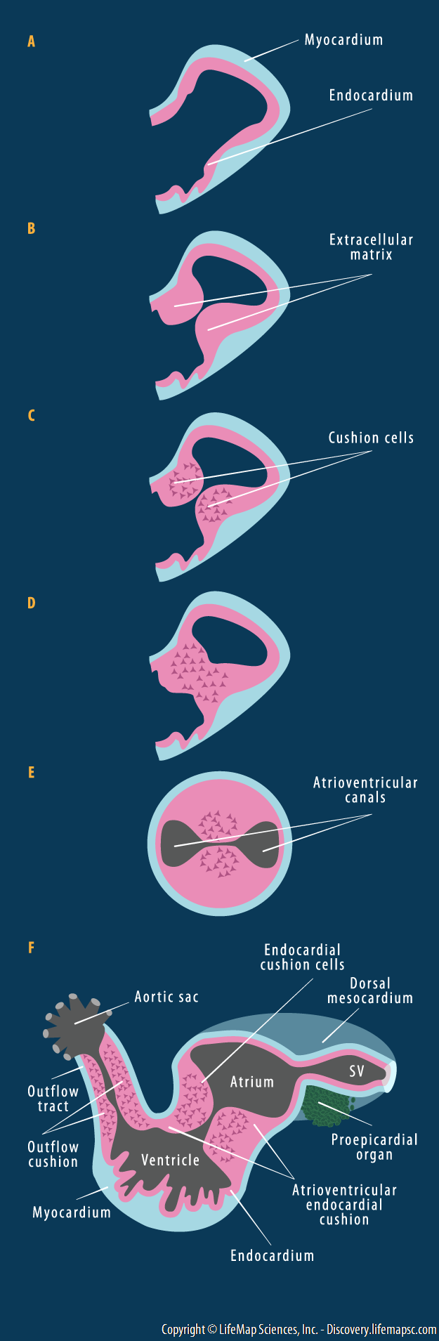 Endocardial Cushion Development Infographic Lifemap Discovery