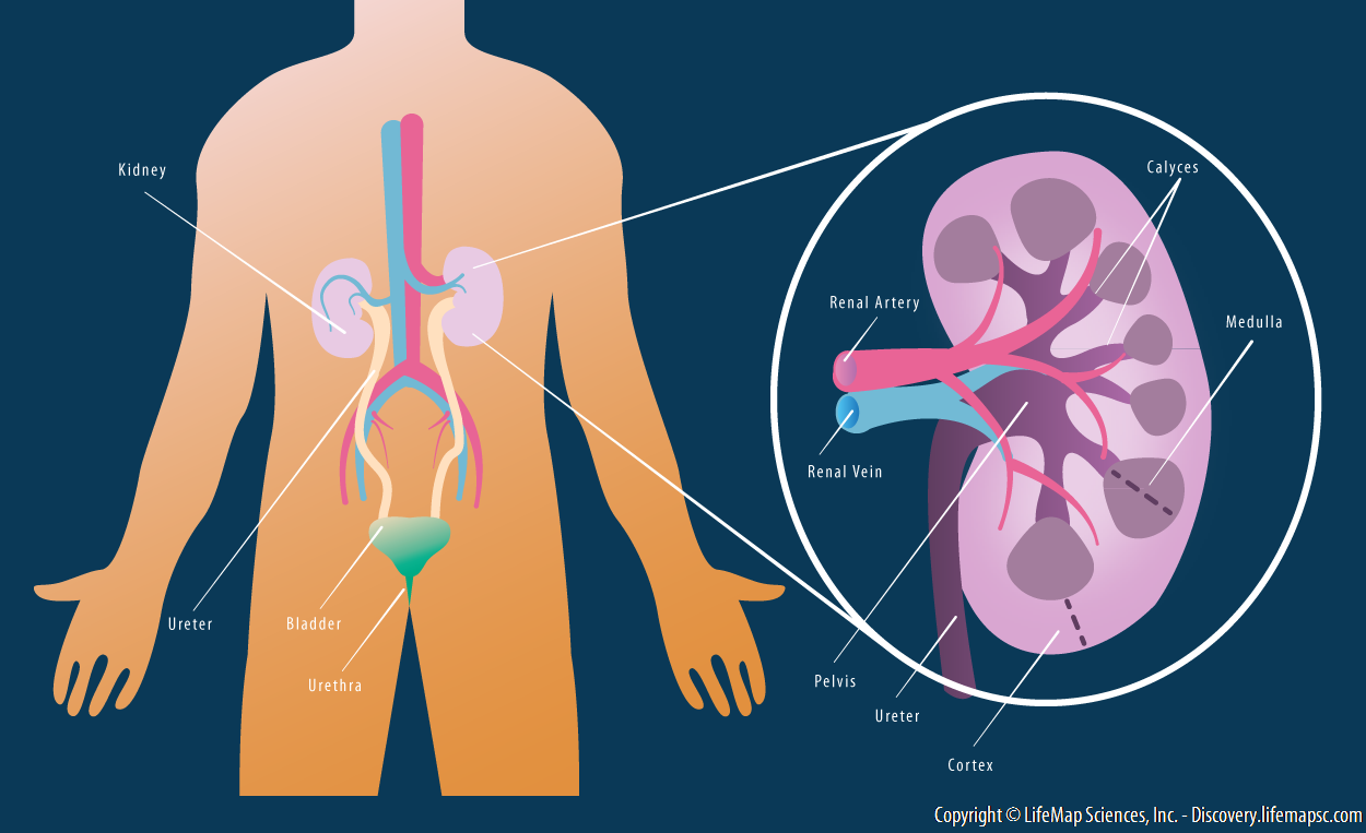 Kidney Anatomy Infographic LifeMap Discovery