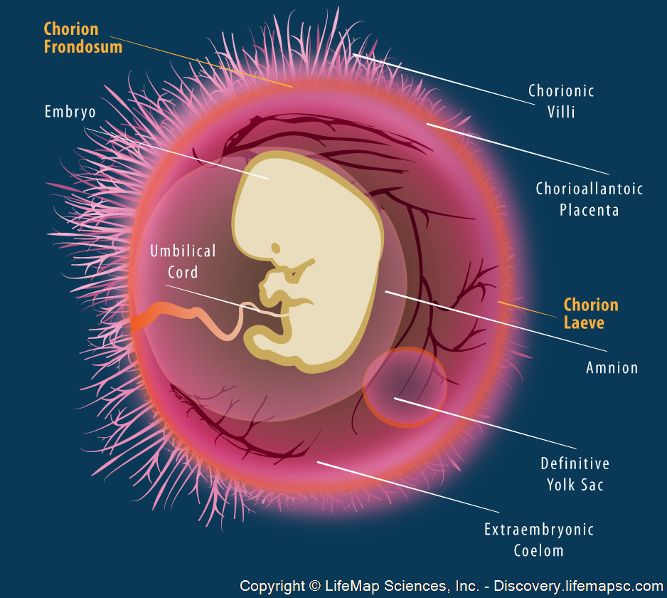 The Human Embryo And Extraembryonic Tissues Infographic LifeMap Discovery The Human Embryo And Extraembryonic Tissues Infographic LifeMap Discovery