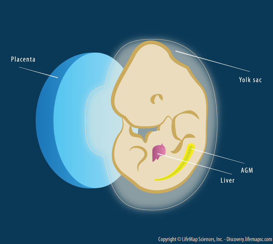 Embryonic Tissues Involved in Early Hematopoiesis infographic - LifeMap ...